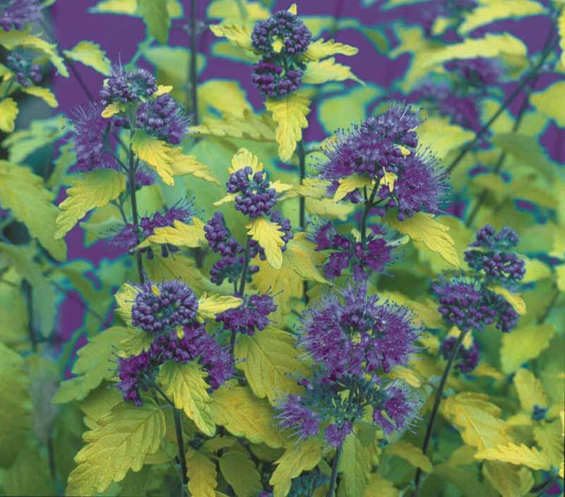 Caryopteris Incana Jason Sunshine Blue Bluebeard